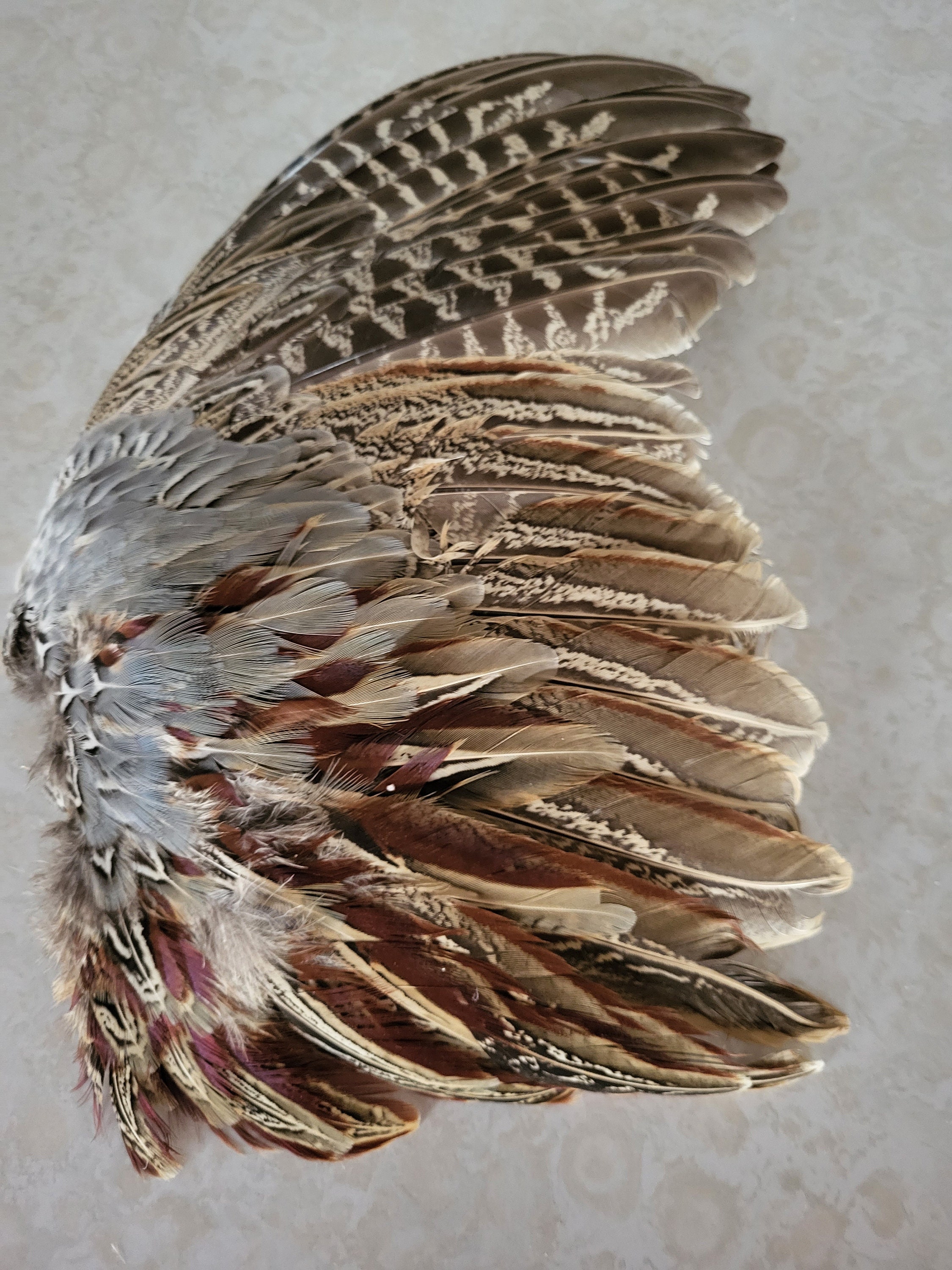 1 Ringneck Pheasant Rooster Wing Feathers for Fly Fishing Flies ...