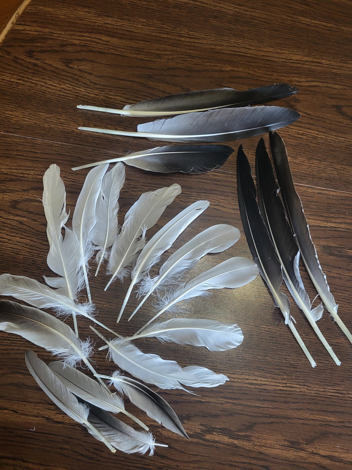 20 Snow and Blue Goose Wing Feathers --great for Making Fishing Lures ...