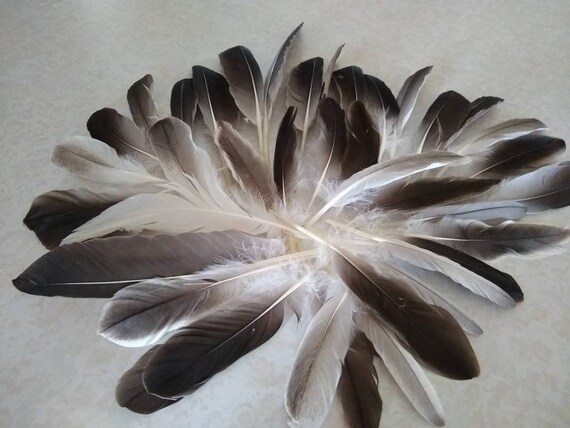 40 Blue Goose Wing Feathers Great for Making Fishing Lures | Etsy