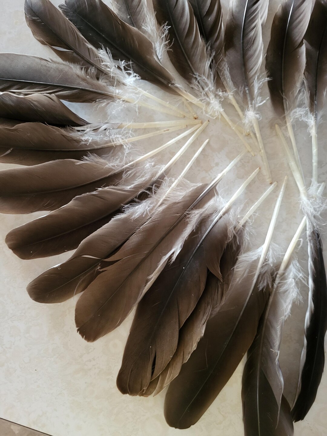 20 Canadian Goose Wing Feathers great for Making Fishing Lures 8 to 10 ...