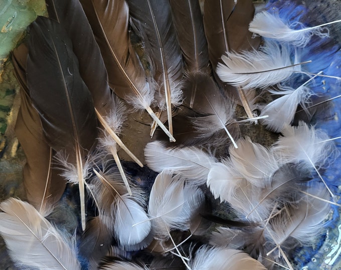 45 Canadian Goose Tail Feathers --great for Making Fishing Lures (2 to ...