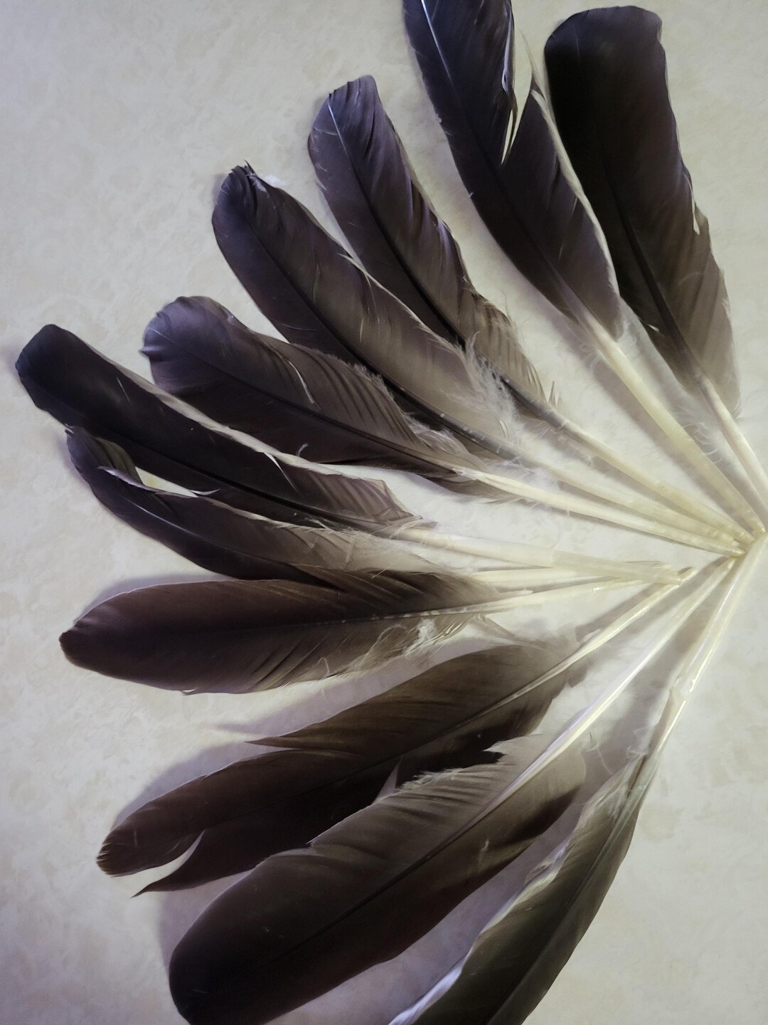 11 Canadian Goose Wing Feathers great for Making Fishing Lures 9 to 10 ...