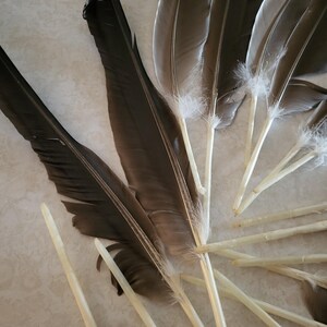 16 Canadian Goose Wing Feathers --great for Making Fishing Lures (10 ...
