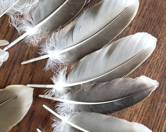Over 25 Specklebelly Goose Tail Feathers- Great for Creating Flies! (1 ...
