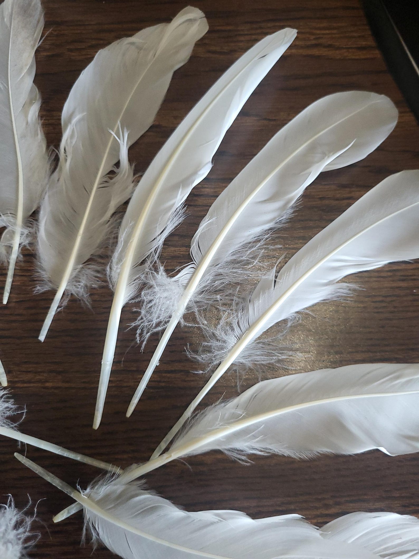 20 Snow and Blue Goose Wing Feathers --great for Making Fishing Lures ...