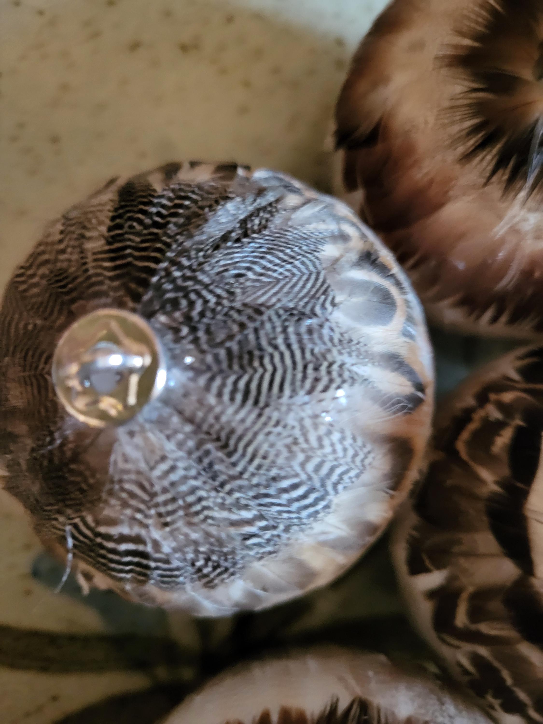 NEW! ALL Mallard Duck!!! 6 Balls (70 Mm) Duck Feathers Hanging ...