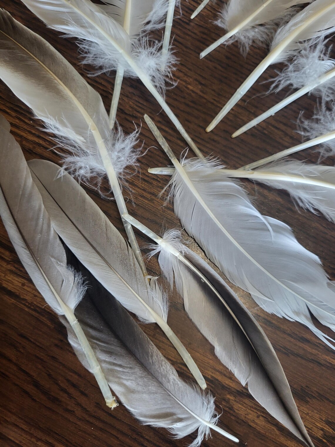 20 Snow and Blue Goose Wing Feathers --great for Making Fishing Lures ...