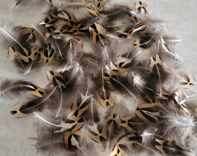 50 SMALL Pheasant Shoulder Feathers --great for Making Fishing Lures (1 ...