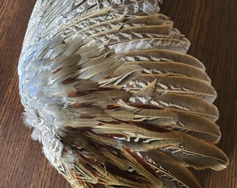 1 COMPLETE Wing-wild Sharptail Grouse Wing ..feathers for Fly Fishing ...