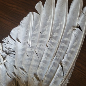 1 Ringneck Pheasant Rooster Wing Feathers for Fly Fishing Flies ...