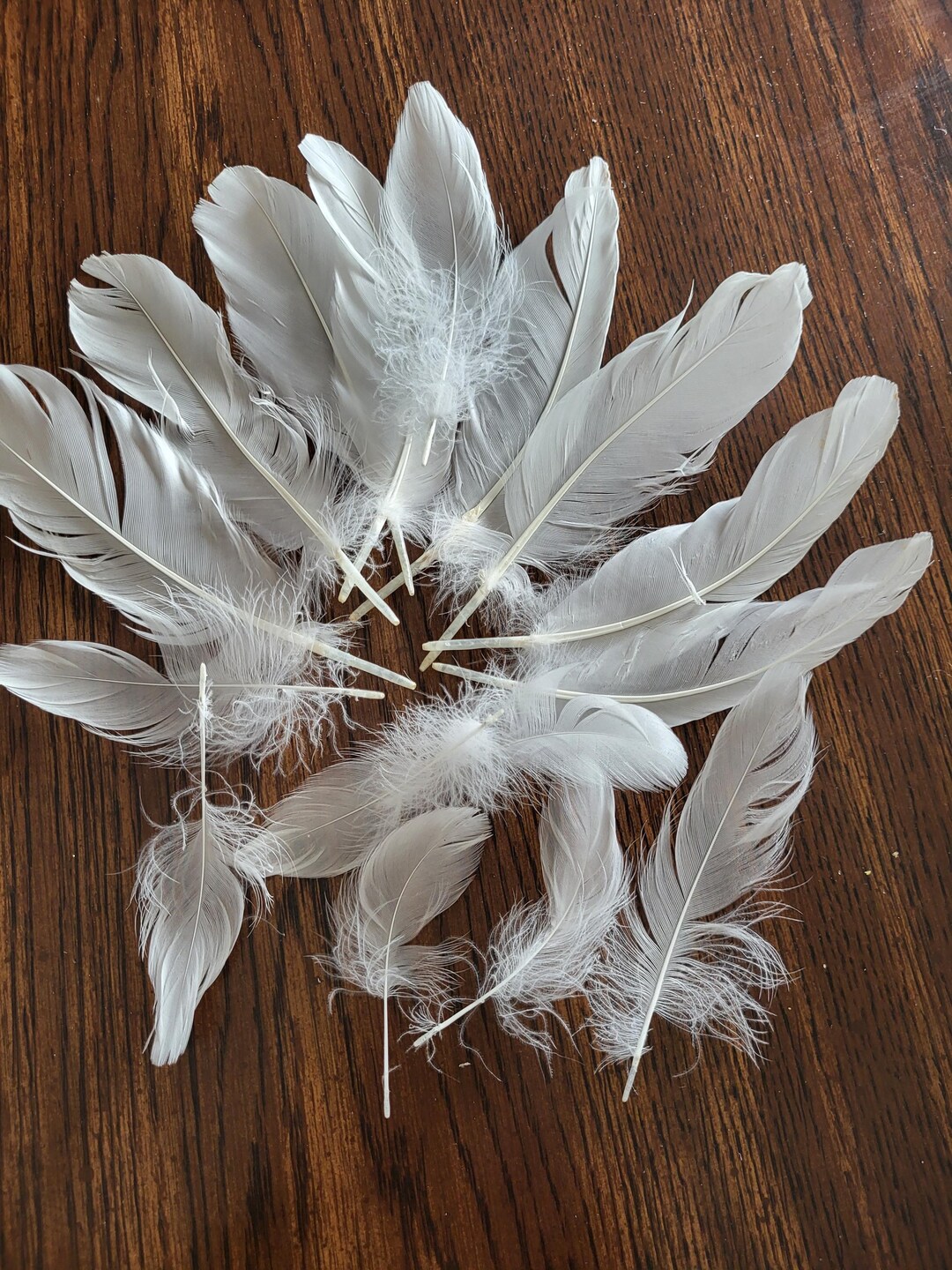 15 Snow Goose Tail Feathers --great for Making Fishing Lures (3 to 6 ...