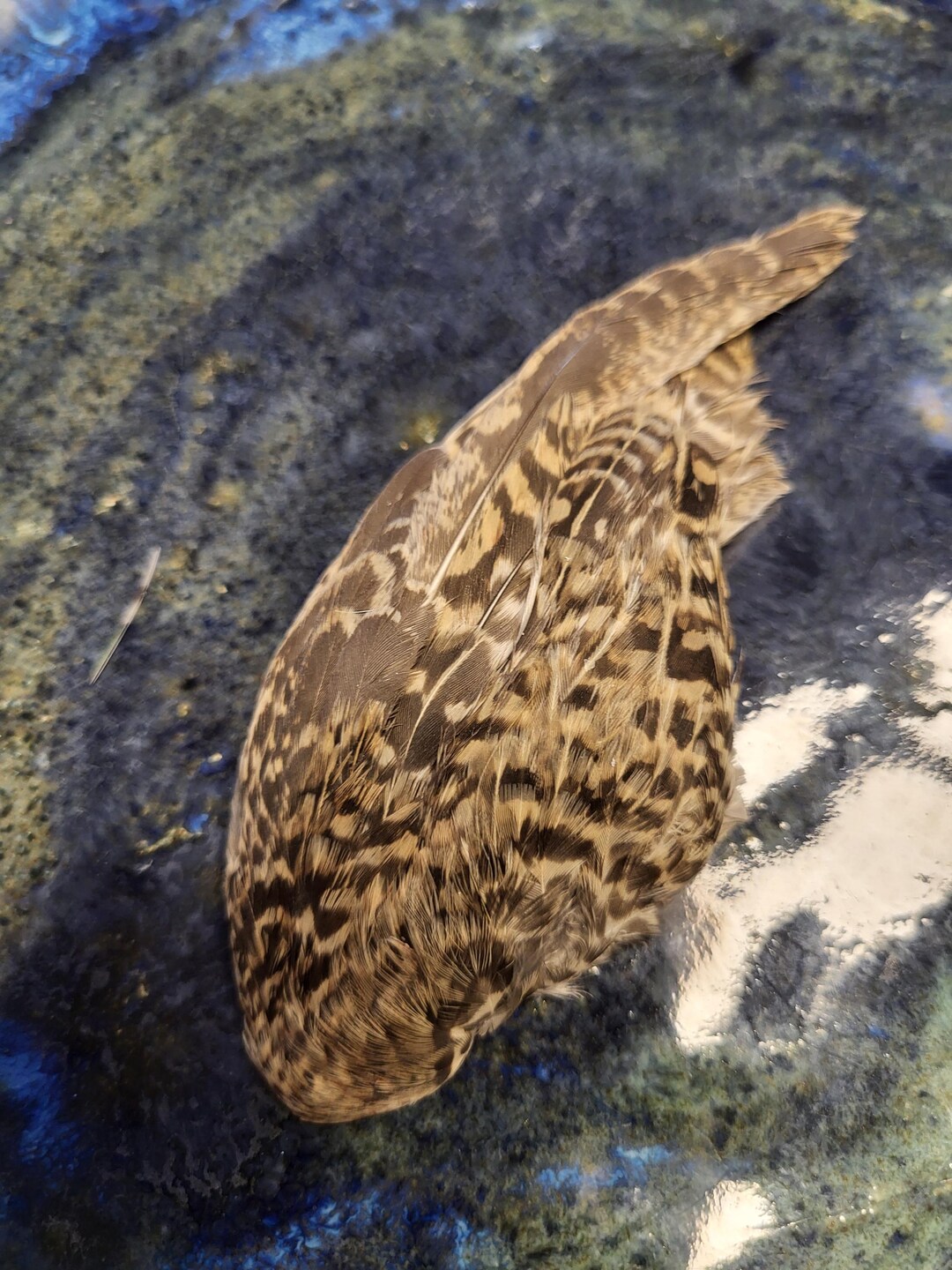 1 (one) QUAIL Wing ..approximately 5 Inches by 2 Inches. - Etsy