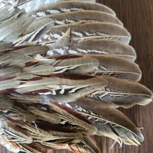 1 Ringneck Pheasant Rooster Wing Feathers for Fly Fishing Flies ...