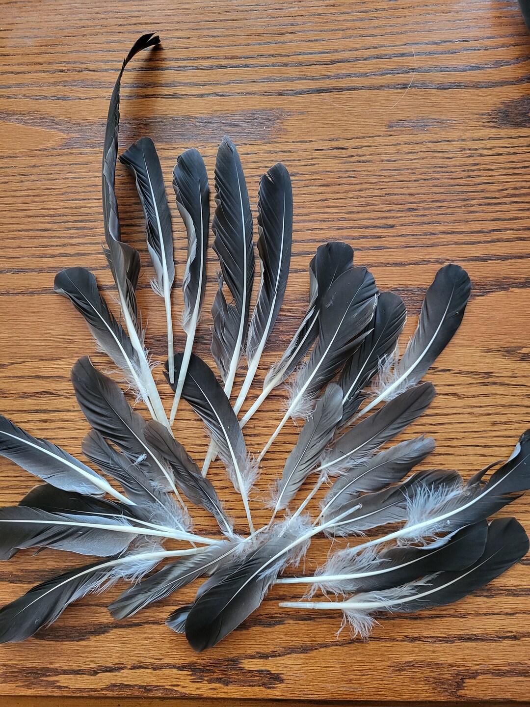 24 Speckle Belly Goose Wing Feathers --great for Making Fishing Lures ...