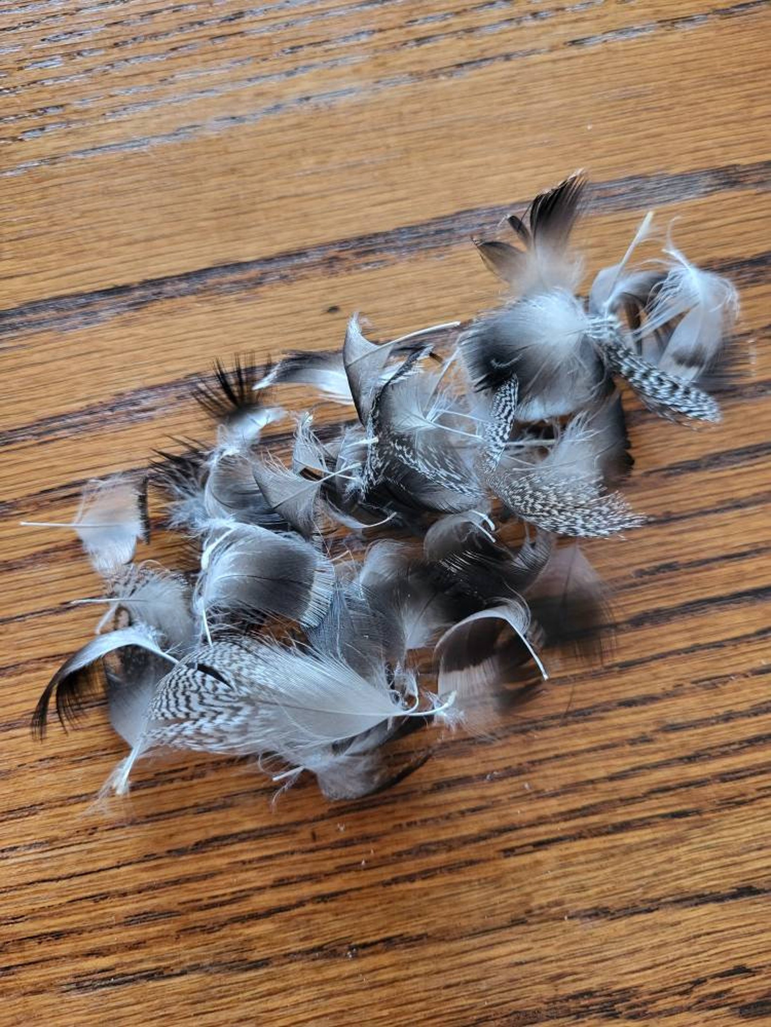 Over 60 Blue Bill Duck Feathers great for Making Fishing Lures 1/2 to 2 ...