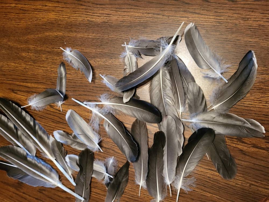 Over 30 Specklebelly Goose Wing Feathers Great for Creating Flies 2 1/2 ...