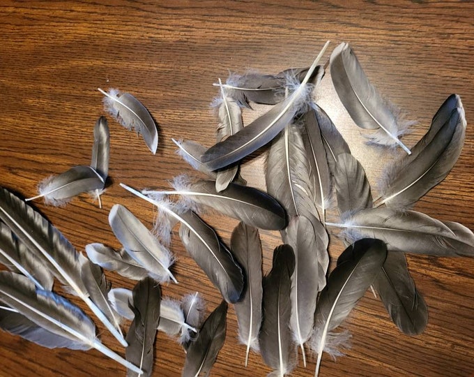 Over 30 Specklebelly Goose Wing Feathers- Great for Creating Flies! (2 ...
