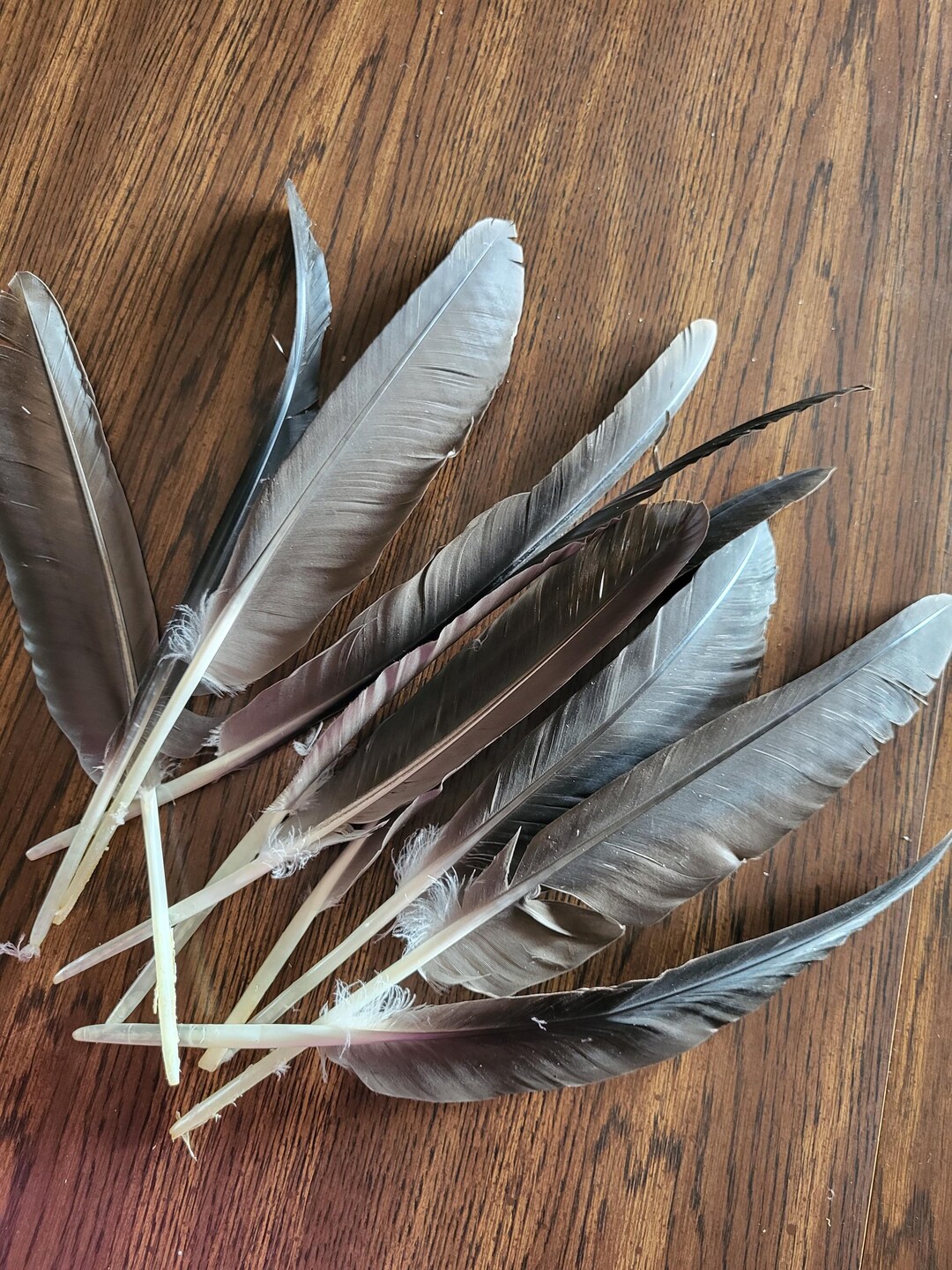10 Canadian Goose Wing Feathers --great for Making Fishing Lures (11 1/ ...