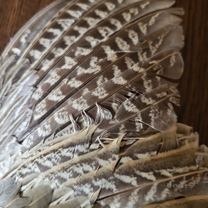 1 Ringneck Pheasant Rooster Wing Feathers for Fly Fishing Flies ...