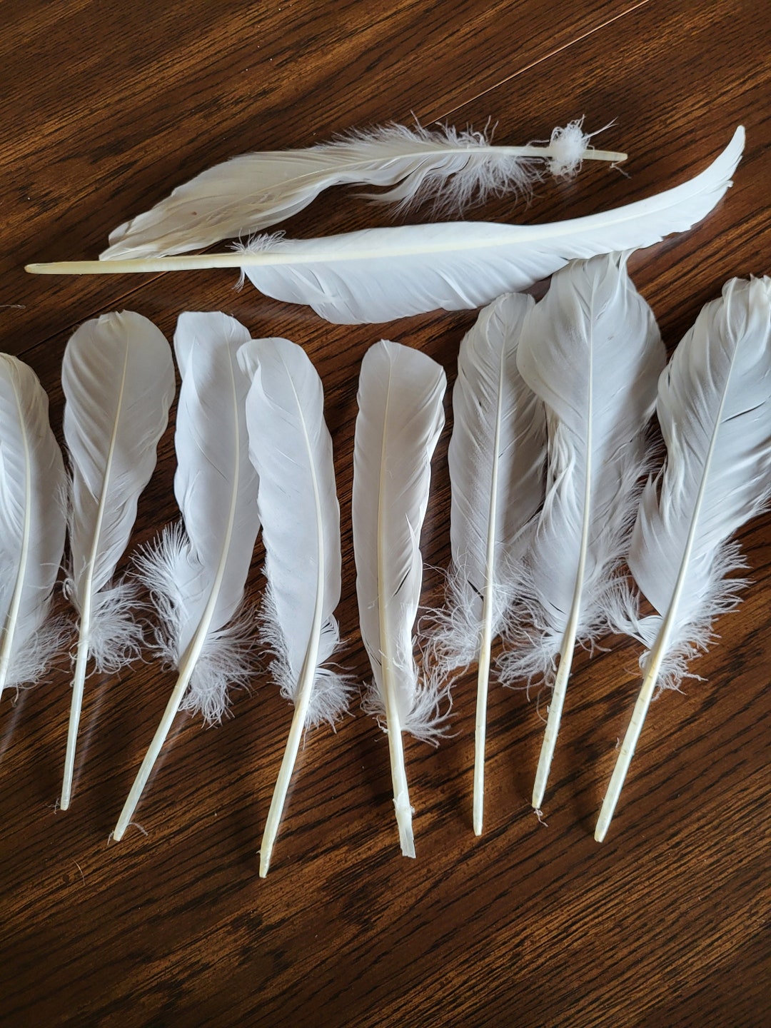 10 Tundra Swan Wing Feathers 9 1/2 to 15 Inches great for Making ...