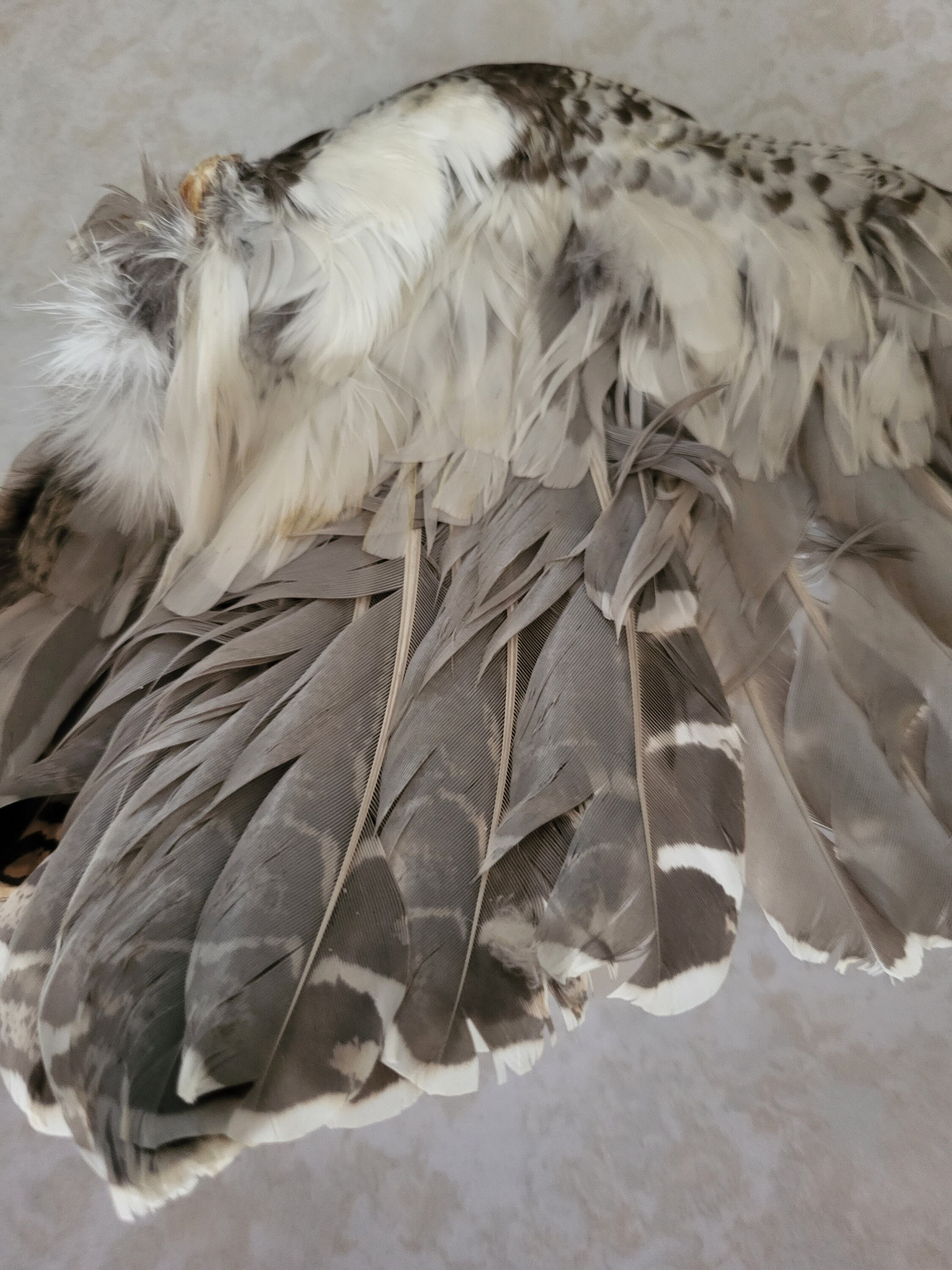 1 Ringneck Pheasant Rooster Wing Feathers for Fly Fishing Flies ...