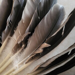16 Canadian Goose Wing Feathers --great for Making Fishing Lures (10 ...