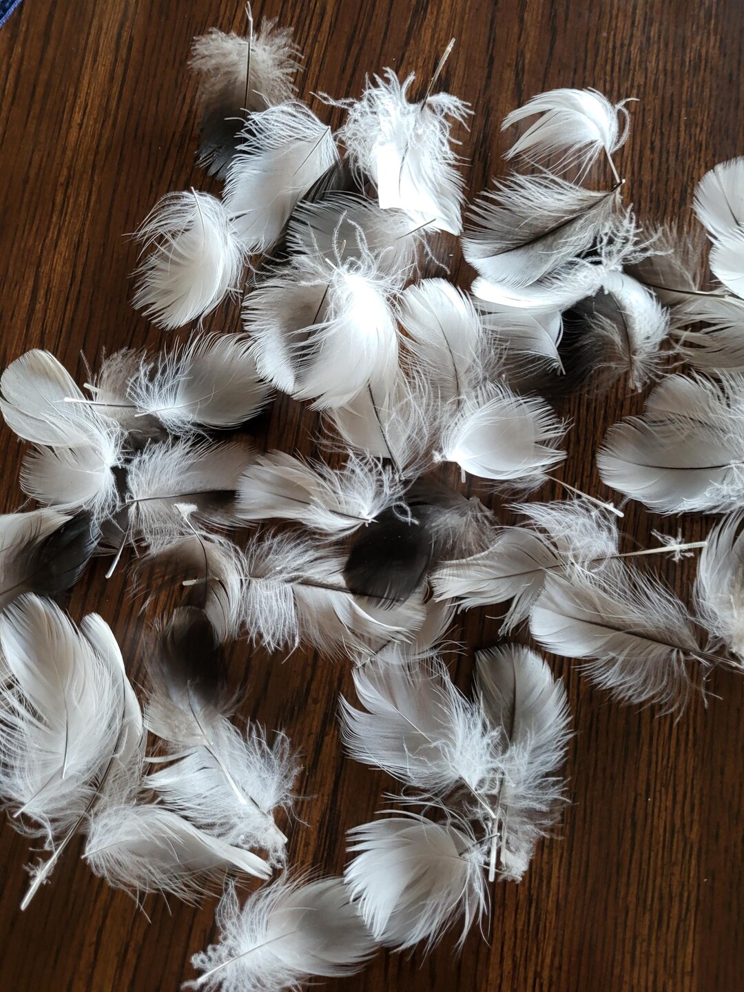 Over 50 Canadian Goose Tail Feathers --great for Making Fishing Lures ...