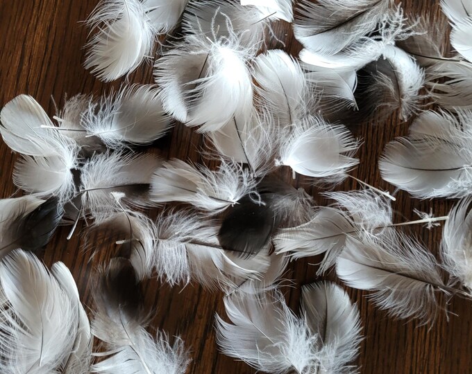 Over 50 Canadian Goose Tail Feathers --great for Making Fishing Lures ...
