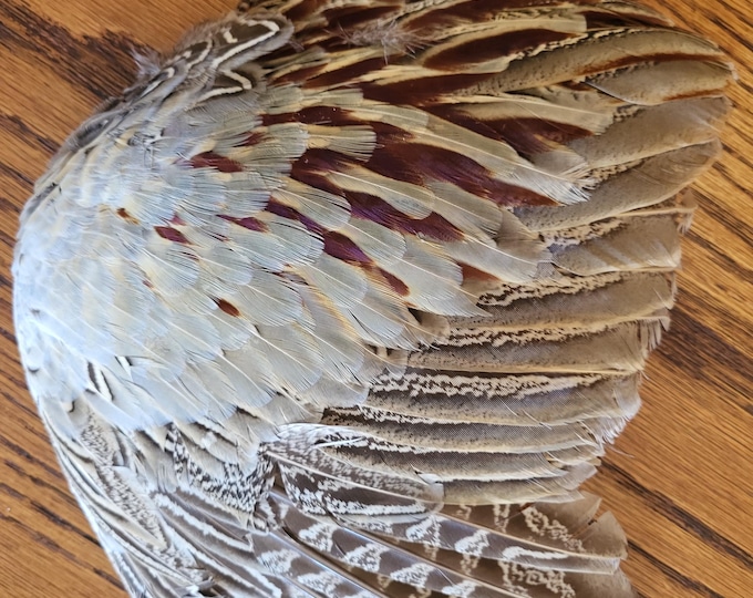 1 COMPLETE Wing-wild Sharptail Grouse Wing ..feathers for Fly Fishing ...