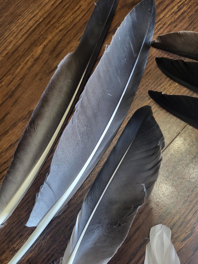 20 Snow and Blue Goose Wing Feathers --great for Making Fishing Lures ...