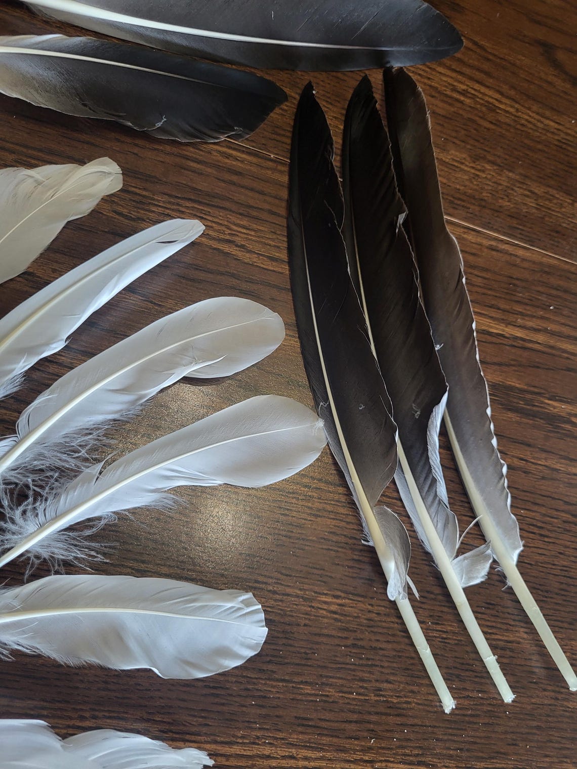 20 Snow and Blue Goose Wing Feathers --great for Making Fishing Lures ...