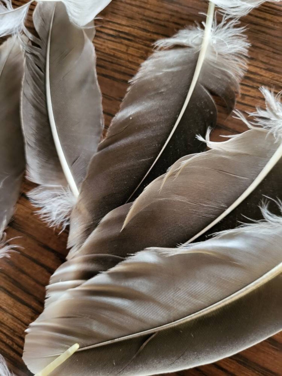 Over 25 Specklebelly Goose Tail Feathers- Great for Creating Flies! (1 ...