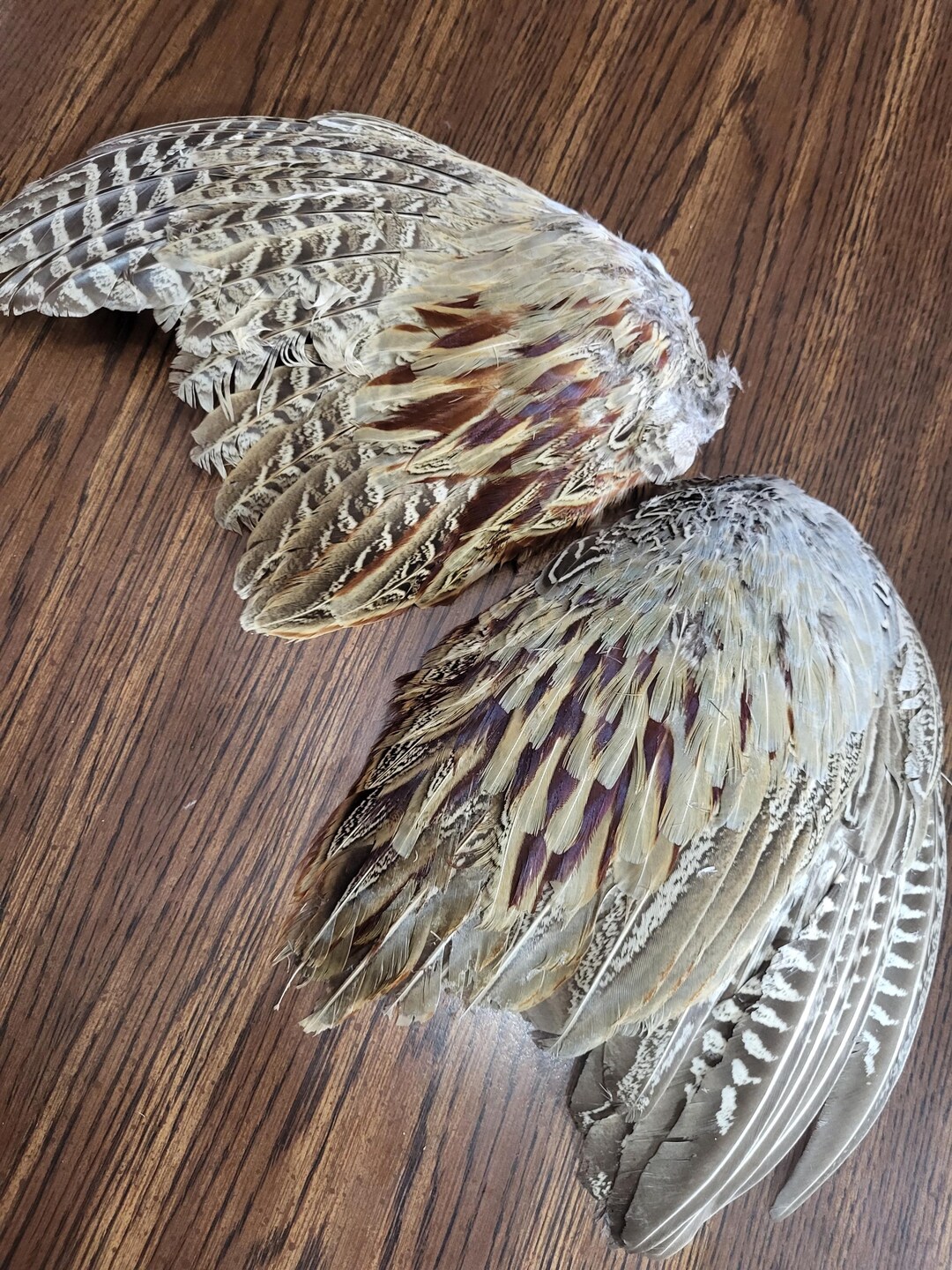 Two of Ringneck Rooster Pheasant Wings- Feathers for Fly Fishing!- EACH ...