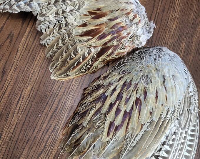 Two of Ringneck Rooster Pheasant Wings- Feathers for Fly Fishing!- EACH ...