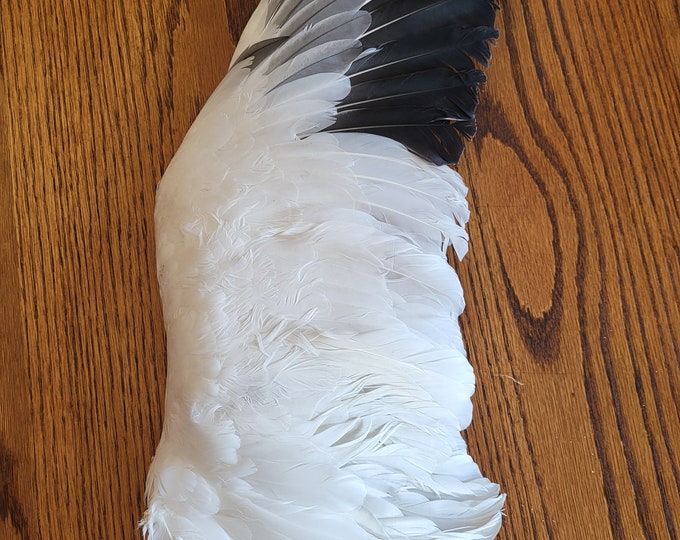 1 Snow Goose Wing .. Large Supply of Feathers for Fly Fishing Ties ...