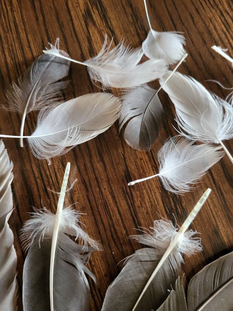 Over 25 Specklebelly Goose Tail Feathers- Great for Creating Flies! (1 ...