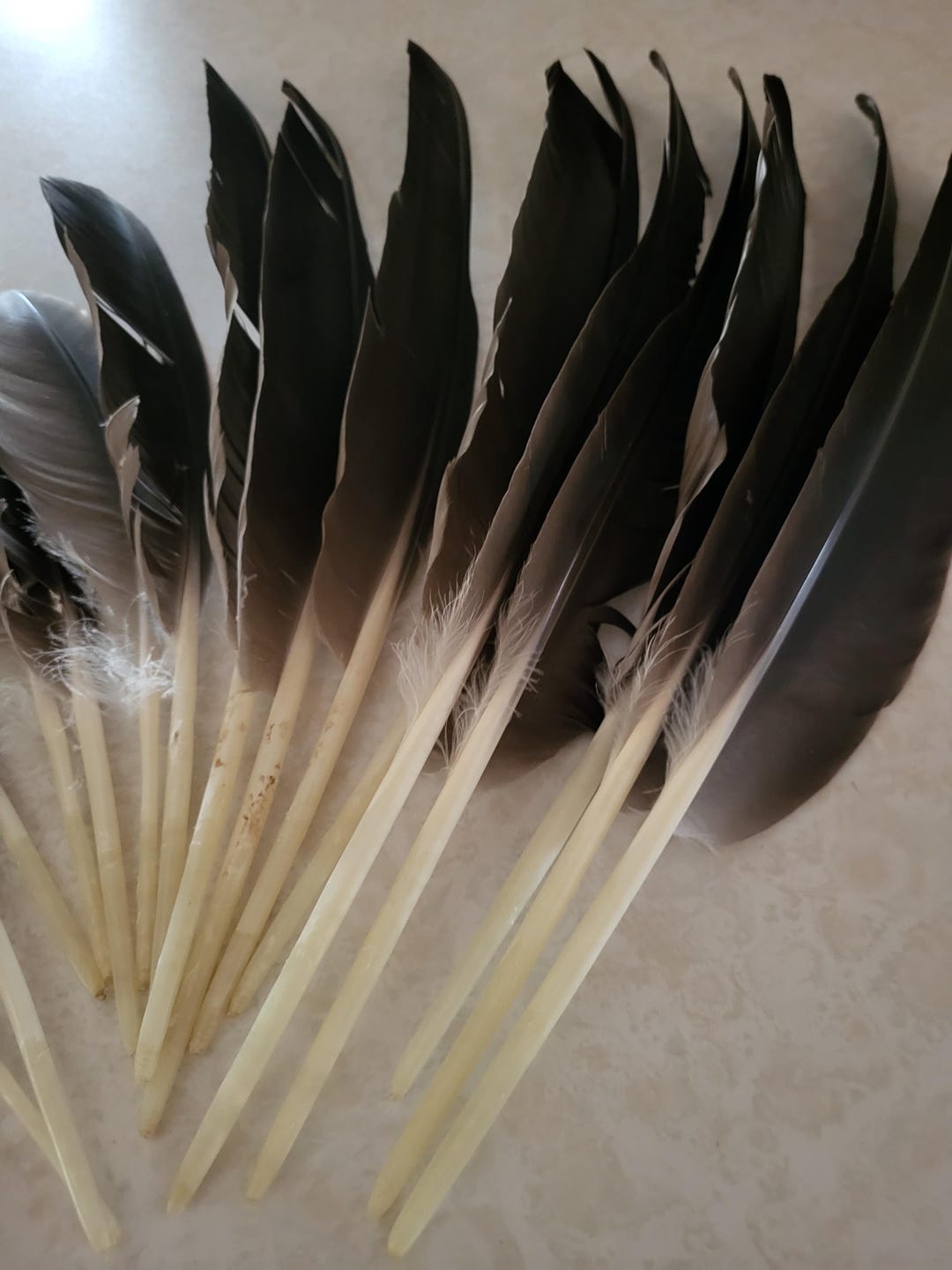 16 Canadian Goose Wing Feathers --great for Making Fishing Lures (10 ...