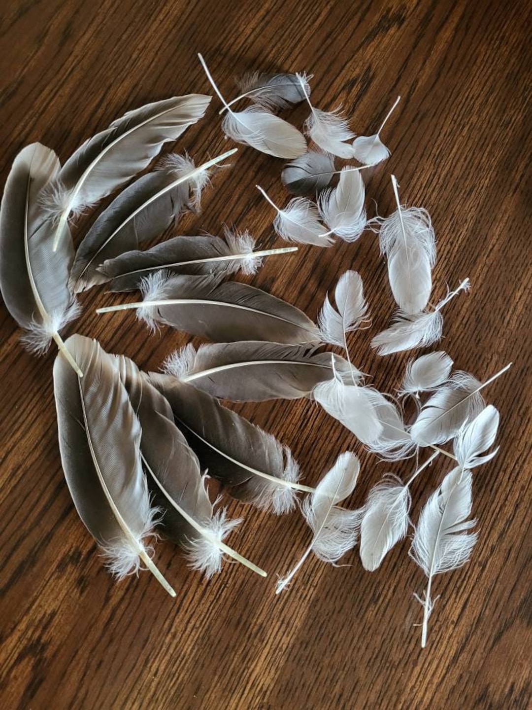 Over 25 Specklebelly Goose Tail Feathers- Great for Creating Flies! (1 ...