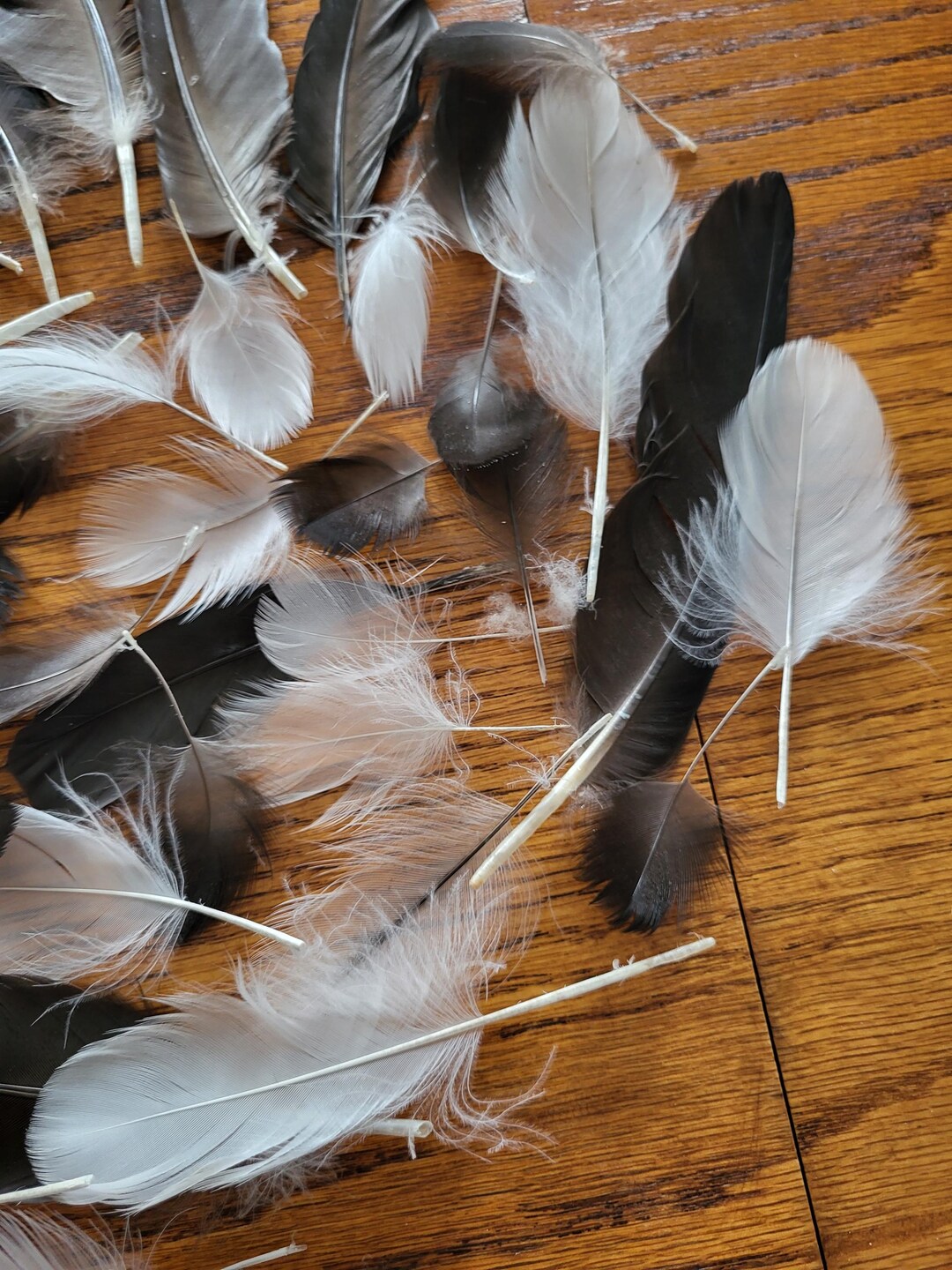 45 Canadian Goose Tail Feathers --great for Making Fishing Lures (2" to ...