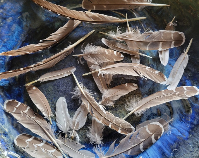 Sharptail Grouse Wing Feathers- Great for Creating Flies! -OVER 25 ...