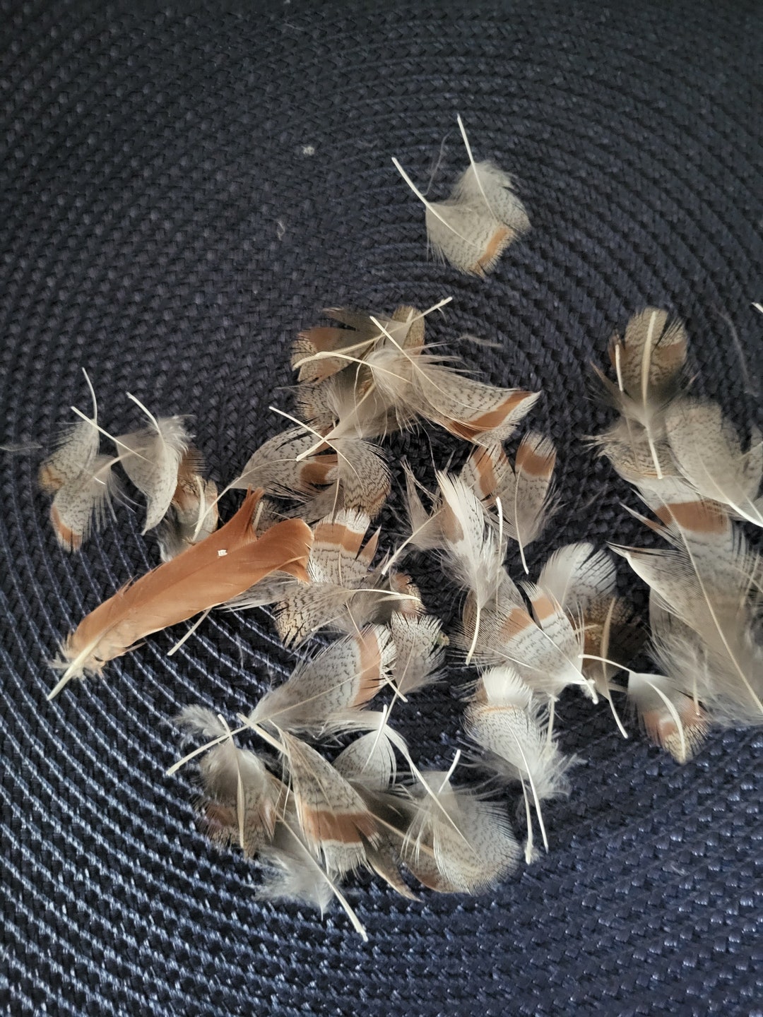 Over 45 Small Hungarian Partridge Feathers --great for Making Fishing ...
