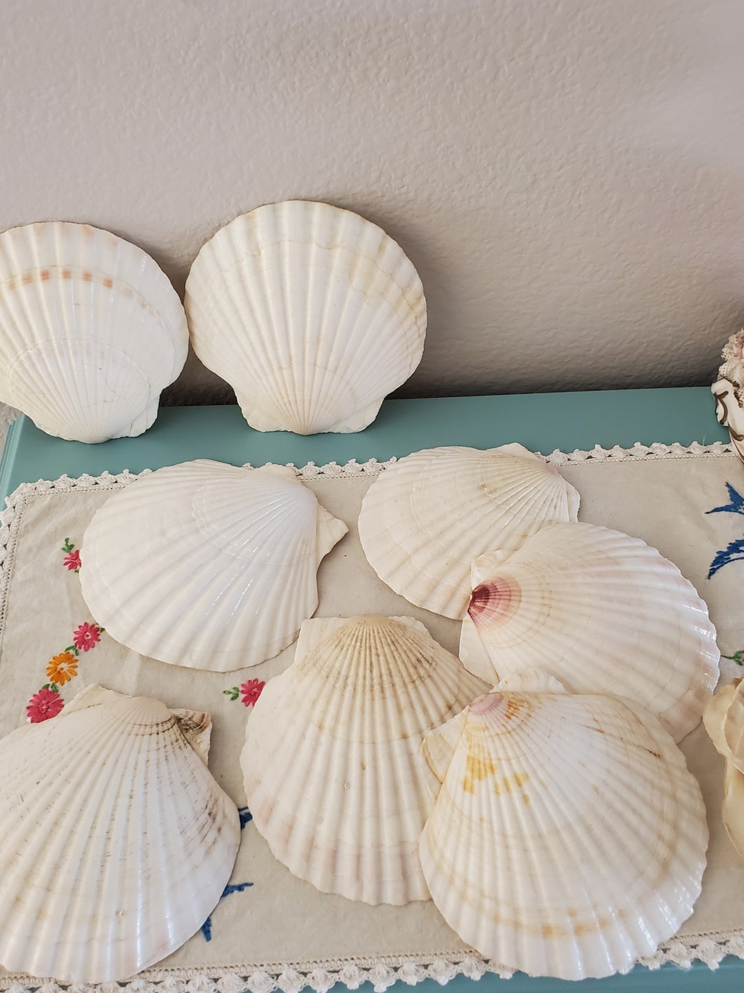 Pearly Shells | Bay Scallop Natural Real Shell Dish or Nautical Beach ...