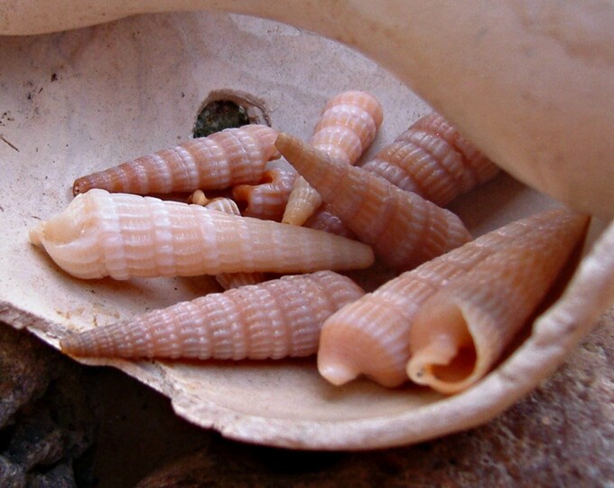 Auger Cone Seashells 5-50 Small Spiral Shells Neutral Light Pink Tan ...