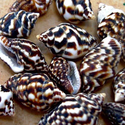Minature Chevron Conch Shells Small Teeny Tiny Mini Patterned | Etsy