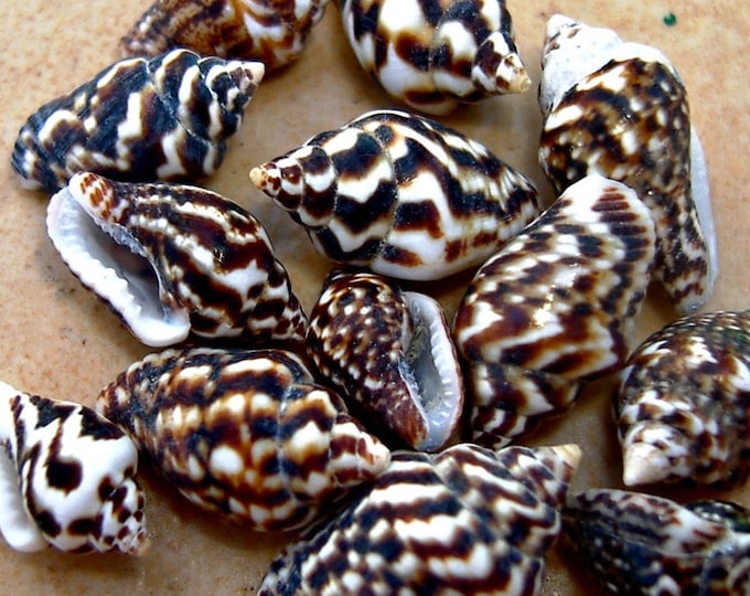 Minature Chevron Conch Shells Small Teeny Tiny Mini Patterned Bulk ...