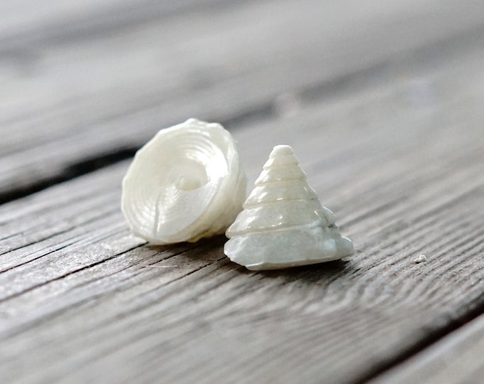 White Cone Shells Pearl Trochus Spiral Iridescent Coastal Decor ...