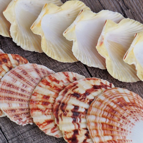 Pecten Scallop Shells Lentigious Pecten 2 3 Seashell - Etsy