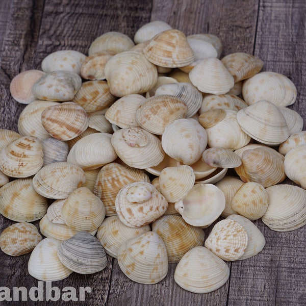 Sea Shell Vase - Etsy