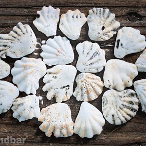 Kitten Paw Seashells Small Natural Little Seashells Bulk Florida ...