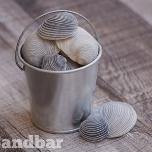 Gray Shells Bulk Vase Filler Seashells DIY Terrarium Striped Shells ...